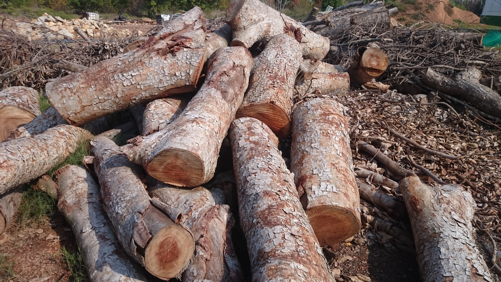 How To Hollow Out A Log To Use As Planters 2022
