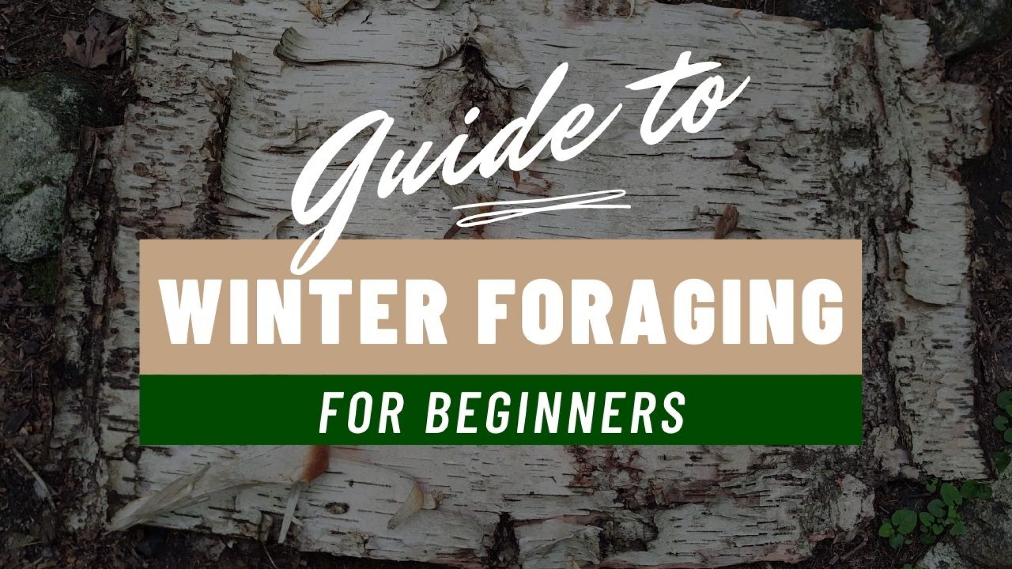 The Ultimate Guide for First-Time Winter Foragers 2024